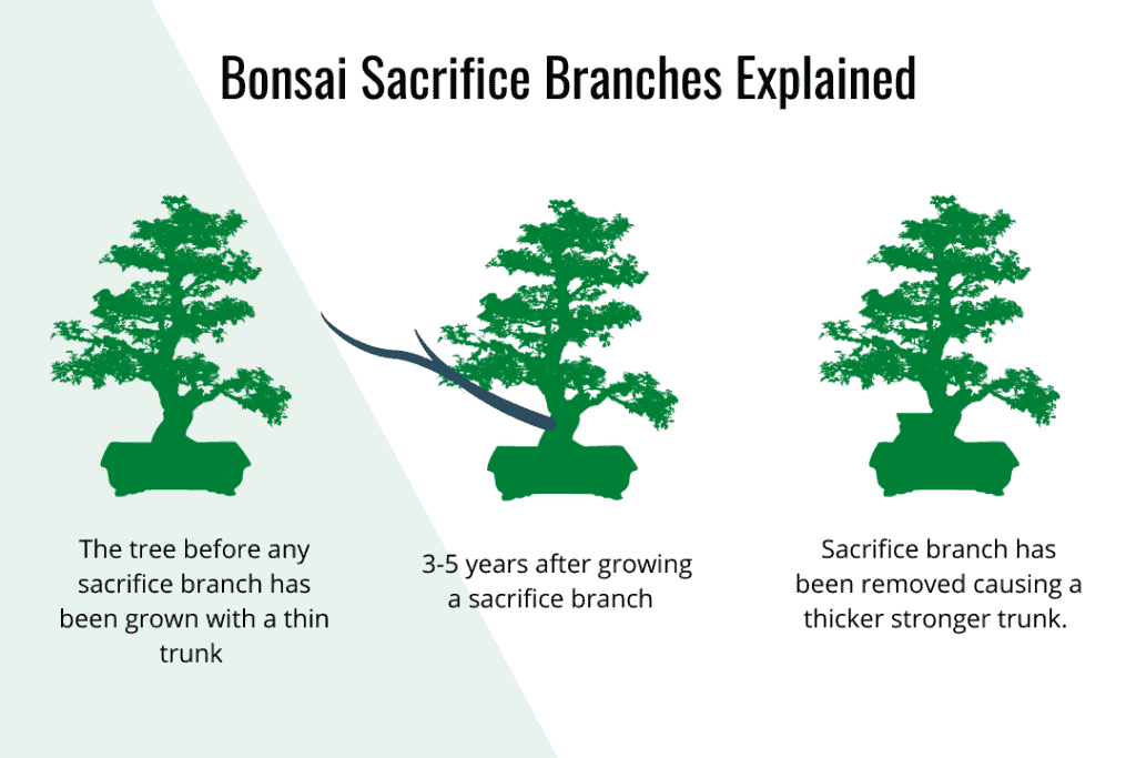 What Is A Sacrifice Bonsai Branch? - Plant Paladin
