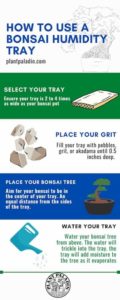 How To Use Bonsai Humidity Trays In The Right Way - Plant Paladin