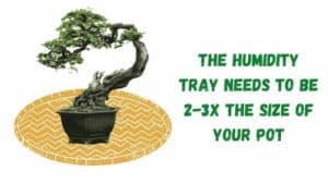 How To Use Bonsai Humidity Trays In The Right Way - Plant Paladin