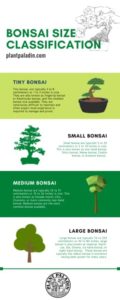 How Big Do Bonsai Trees Get? (Growth chart and timeline) - Plant Paladin