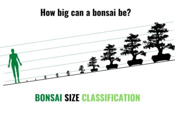 How Big Can A Bonsai Be? Bonsai Size Classification - Plant Paladin