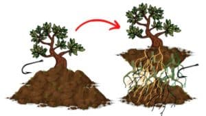 How Long Do Oak Saplings Take to Grow? (timelines, species) - Plant Paladin