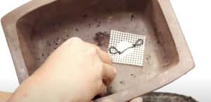 How To Style A Bonsai Tree Using The Sumo Bonsai Technique - Plant Paladin