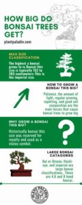 How Big Do Bonsai Trees Get? (Growth chart and timeline) - Plant Paladin