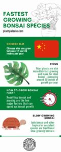 How Big Do Bonsai Trees Get? (Growth chart and timeline) - Plant Paladin