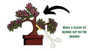 How To Style A Bonsai Tree Using The Sumo Bonsai Technique - Plant Paladin