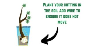 How To Style A Bonsai Tree Using The Sumo Bonsai Technique - Plant Paladin