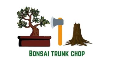 Can You Chop The Trunk Of A Bonsai Tree? How to chop a bonsai trunk ...