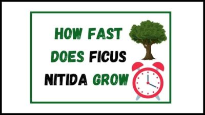 How fast does Ficus Nitida grow? (Find Out!) - Plant Paladin
