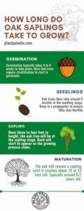 How Long Do Oak Saplings Take to Grow? (timelines, species) - Plant Paladin