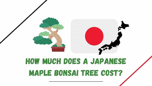 How Much Does A Japanese Maple Bonsai Tree Cost? - Plant Paladin